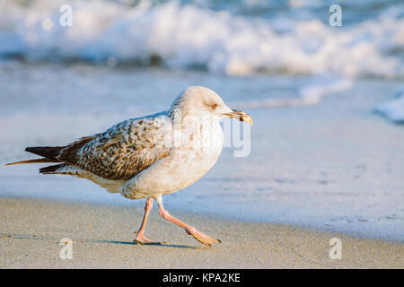 Birdling of Seagull Stock Photo - Alamy