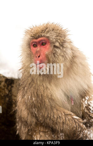 Snow monkey in jump. Winter season. The Japanese macaque ( Scientific ...