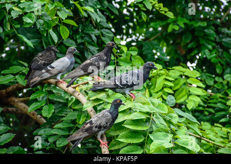 pigeons that are perched on the gumkino tree Stock Photo - Alamy