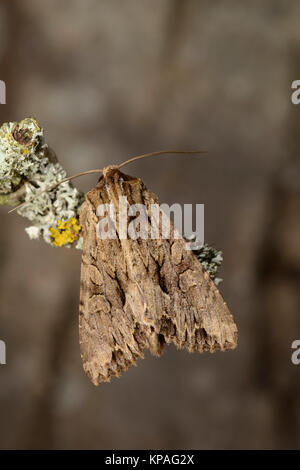 The light brocade moth (Lacanobia w-latinum). This species is found in ...