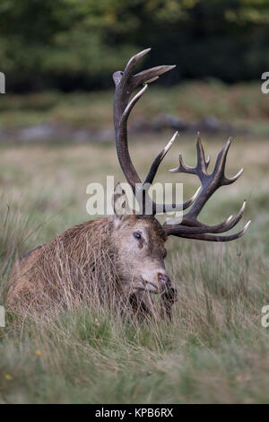 Red deer stag scratching its horns against fallen tree branch, Bushy ...