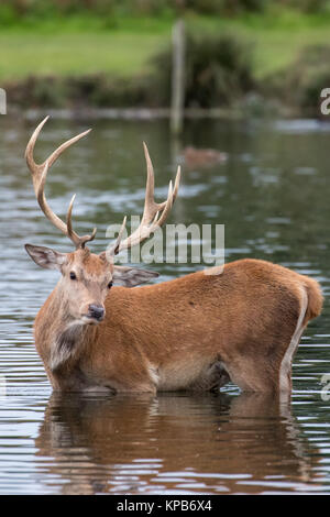 Red Deer Stag in Water Stock Photo - Alamy