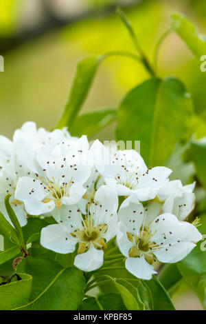 Blooming wild pear in the garden. Spring flowering trees. Pollination ...