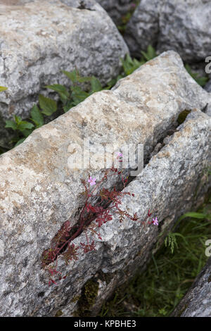 Malham Cove, a fault on the middle Craven Fault, limestone pavement on ...