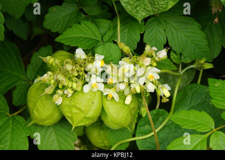 Cardiospermum halicacabum, Balloon plant, Ballonrebe, seed, close up ...