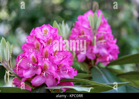 Rhododendron beautiful flower. Latvian University Rhododendron nursery ...