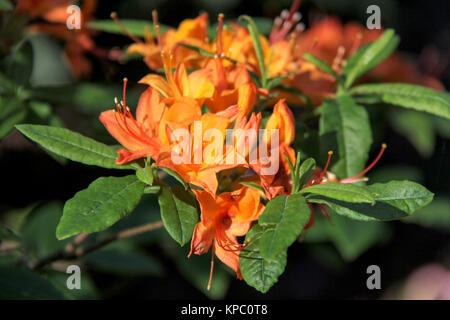 Rhododendron beautiful flower. Latvian University Rhododendron nursery ...
