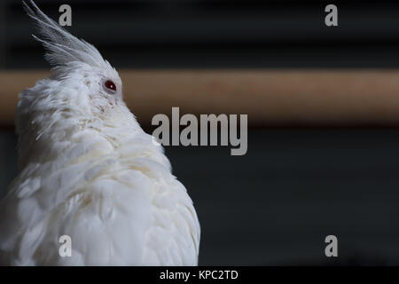 a female albino cockatiel is a domesticated pet standing on a wooden ...