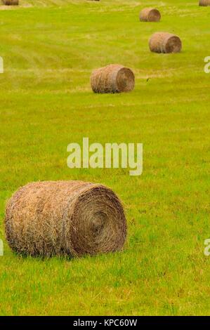 Grass hay that has been harvested, dried, and then rolled and tied into ...