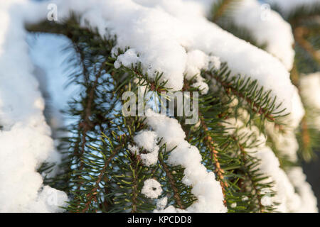 Snow on Spruce Twigs close up Stock Photo - Alamy