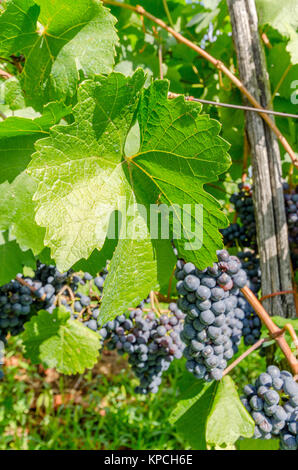 Bunches of dark blue grapes. Nearby are autumn maple leaves. Against ...