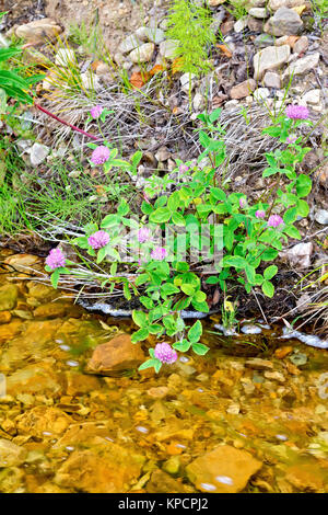 Clover growing on lawn Stock Photo - Alamy