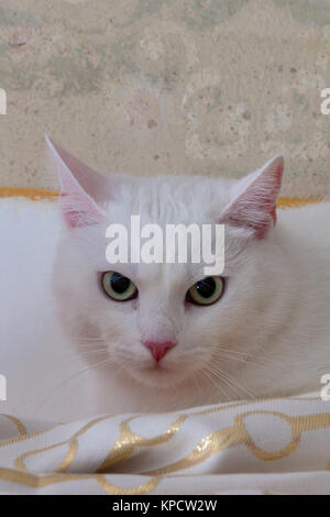 suspicious and scared white cat at home Stock Photo - Alamy