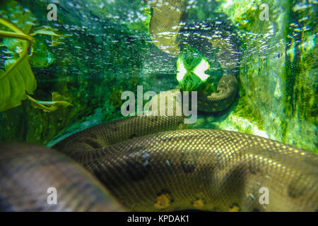 Tropical Water Snake, Amazon River Basin Stock Photo - Alamy
