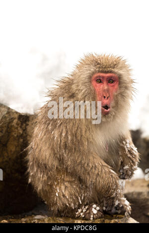 Snow monkey in jump. Winter season. The Japanese macaque ( Scientific ...