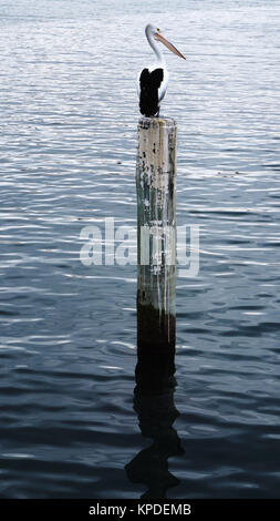 Pelican sitting on a post looking left with multiple old pier posts and ...