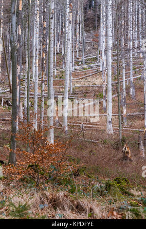 National park resin forest forest death dead trees tree gray brown ...