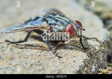 Gray fly in the garden closeup Stock Photo - Alamy