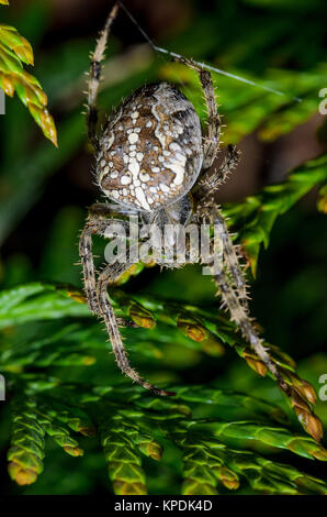 small spider in a huge spider web Stock Photo - Alamy