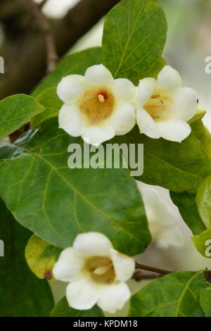 Rothmannia globosa (syn. Gardenis globosa Stock Photo - Alamy