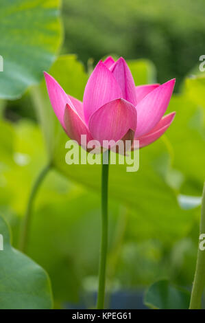 The beautiful summer pink lotus with nice background Stock Photo - Alamy