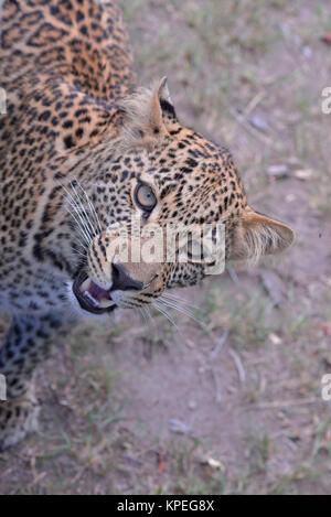 A close up shot of an African Leopard Stock Photo - Alamy