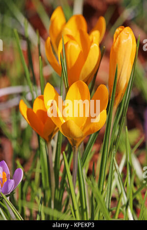 Crocuses, Crocus, yellow, blossom, crocus, iris plant, asparagus-like ...