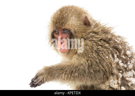 Snow monkey in jump. Winter season. The Japanese macaque ( Scientific ...