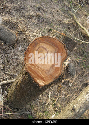 Stump felled plums Stock Photo - Alamy
