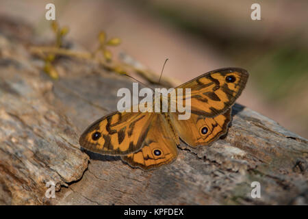 Common Brown Butterfly (Heteronympha merope Stock Photo - Alamy