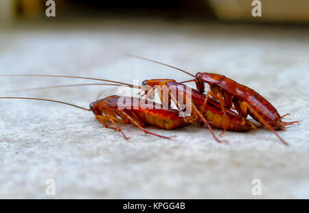 relation concept : cockroach lover on concrete floor Stock Photo - Alamy