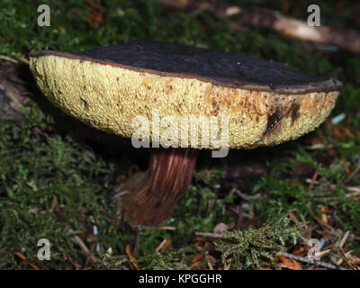 Zeller's Bolete (Boletus zelleri) an edible mushroom growing wild in ...