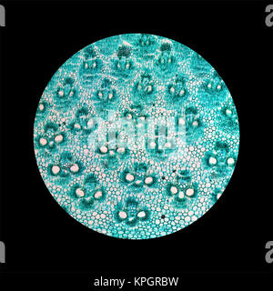 Light photomicrograph of Bamboo Stem cross section seen through ...