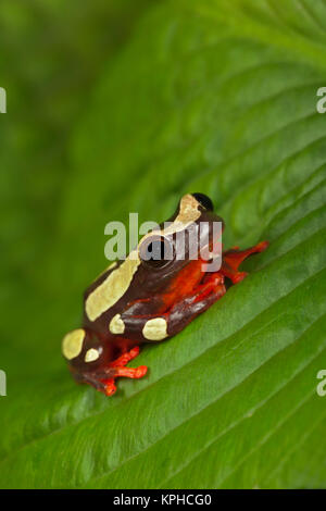 Clown Tree Frog (Dendropsophus sarayacuensis, formerly Hyla ...