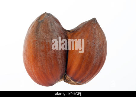 Two hazelnuts in a shell isolated on a white background Stock Photo - Alamy