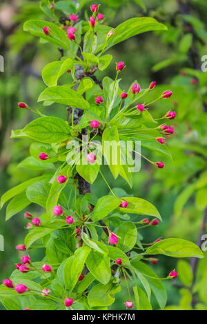 unopened flowers of sakura Stock Photo - Alamy