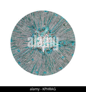 High resolution light photomicrograph of pine tree wood cross section ...