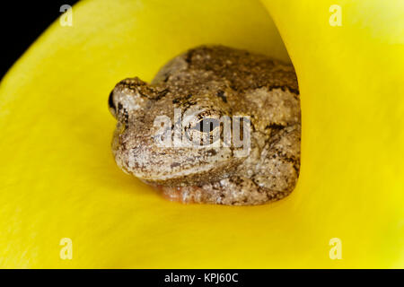 Gray Tree Frog, Kentucky, Hyla versicolor Stock Photo - Alamy