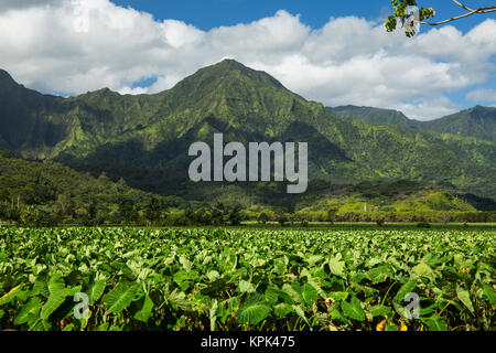 Hawaii, Kauai, Hanalei Taro Patches, Hanalei Valley, Kalo, Haloa(taro ...