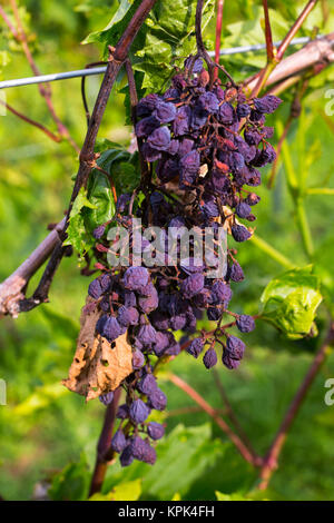 Diseased Frontenac Noir grapes on a vine; Shefford, Quebec, Canada ...