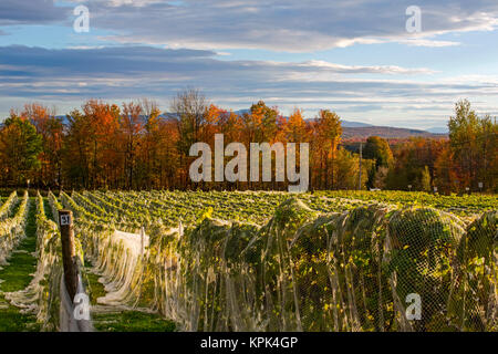 Vineyard with rows of Frontenac Gris and Frontenac Noir grapes growing ...