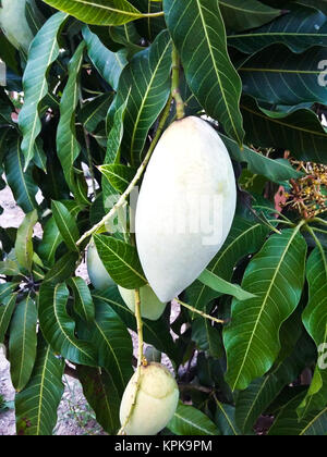 fresh thai mangoes in garden with blue sky background Stock Photo - Alamy