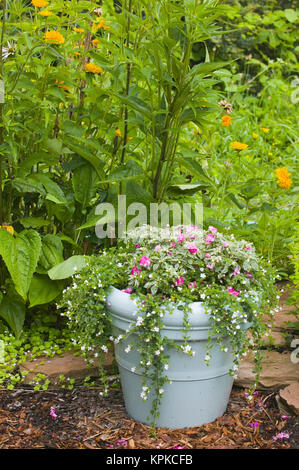 NA, USA, WashingtonState, Seattle, Backyard Flowers, Golden Locus Tree ...