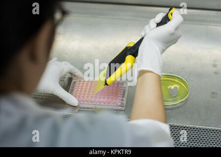 Researcher transfers testing fluid to 96 well plate for microbiological ...