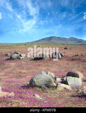 Flower in Atacama Desert, Desierto Florido, Blooming Desert, THE FLOWER ...