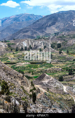 Terrace farming in the Colca Canyon, Canon del Colca, Andes Stock Photo ...