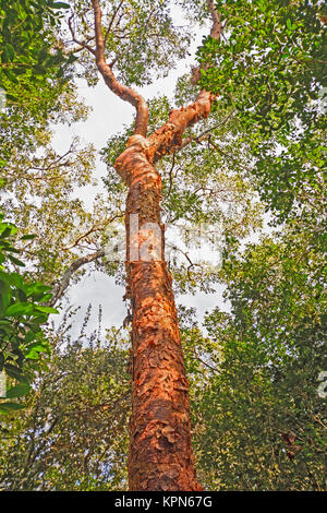 Bursera simaruba tree (Tourist tree, Gumbo-limbo, Copperwood or Chaca ...