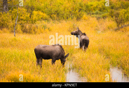 Wild Moose Pair Animal Wildlife Marsh Alaska Turnagain Arm Stock Photo ...