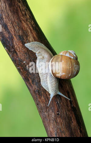 Edible snail on the tree branch in Malta Stock Photo - Alamy