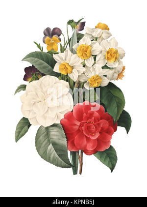 Red camelia floral botanical flower. Wild spring leaf wildflower ...